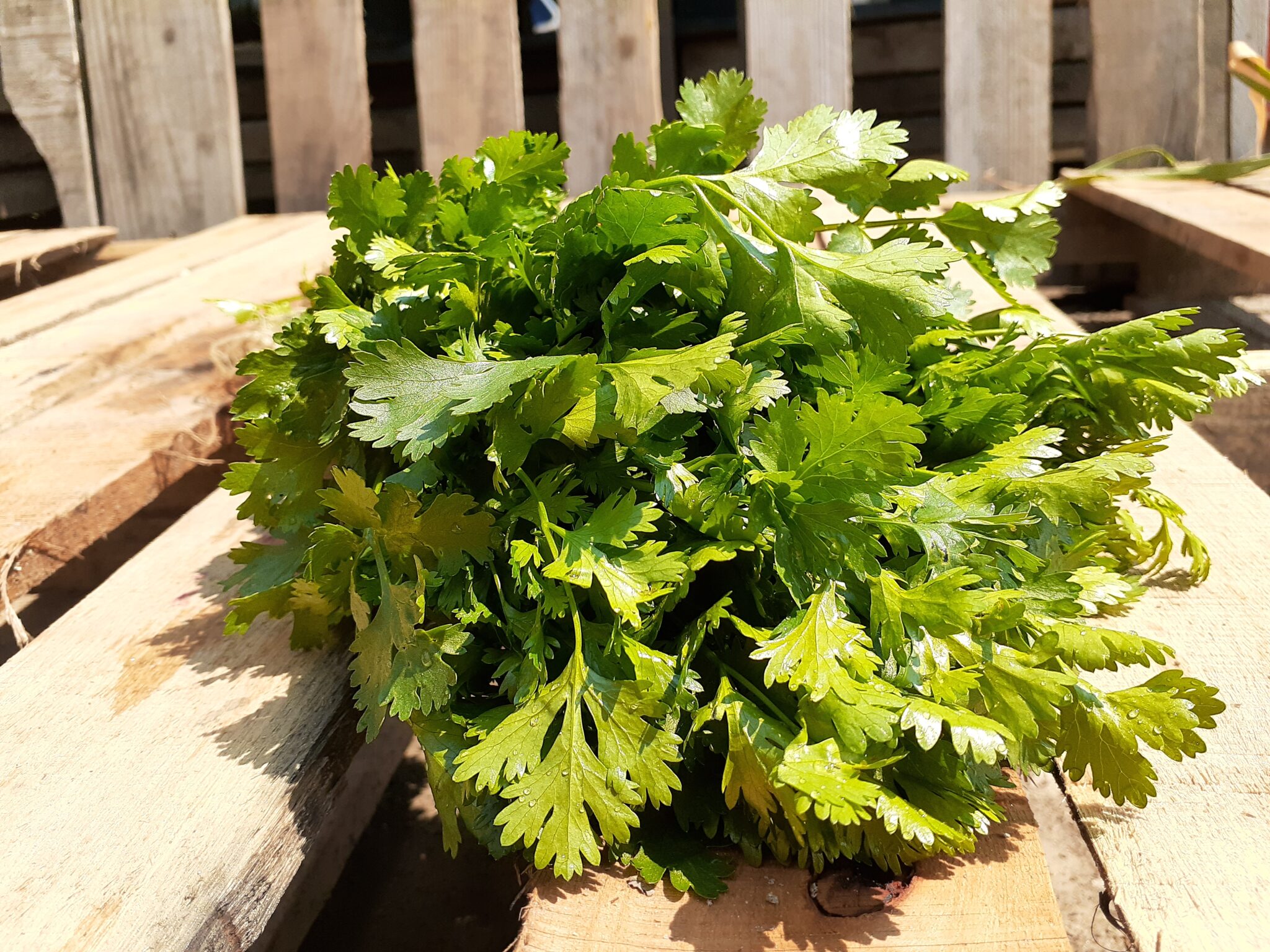 Herbs-Cilantro (bunch) – Gmach Gardens