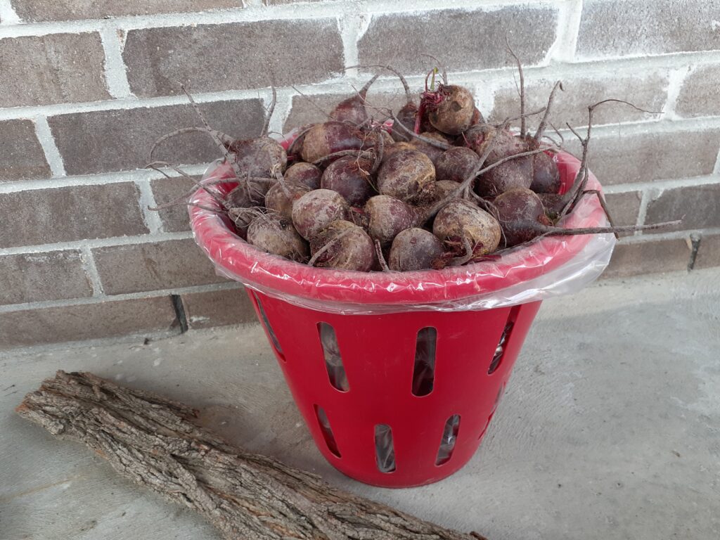 Pickling Beets Small Size (1/2 Bushel) – Gmach Gardens