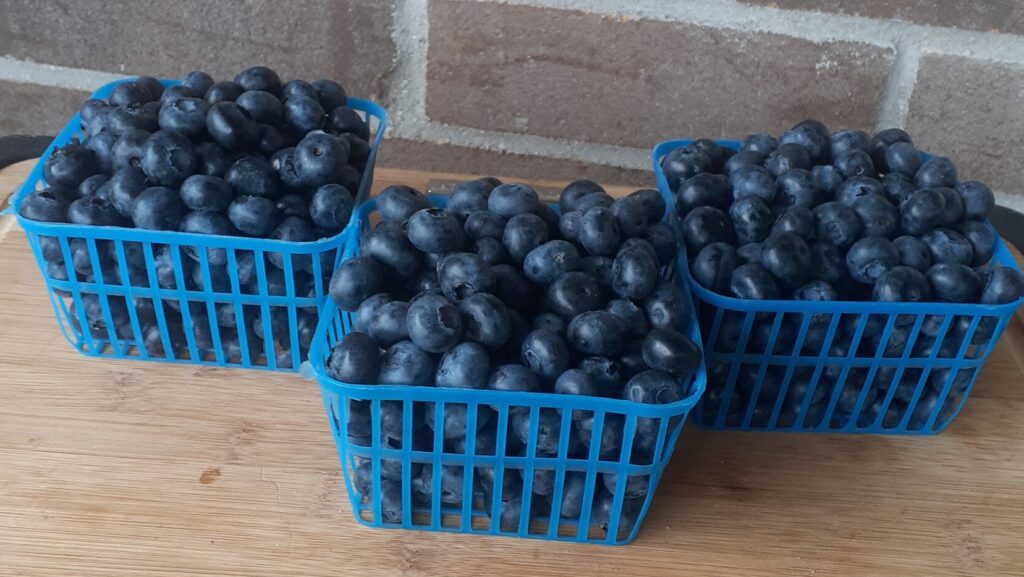 Multipack (3 pints) – Fresh Blueberries * – Gmach Gardens